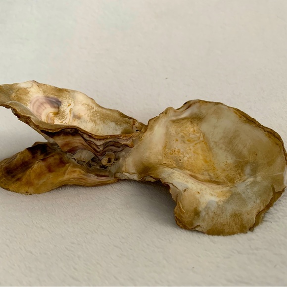 Accents | Clustered Oyster Shell Fossil | Poshmark